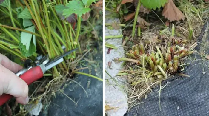 How and When to Prune Strawberry Leaves for a Better Harvest Next Year ...