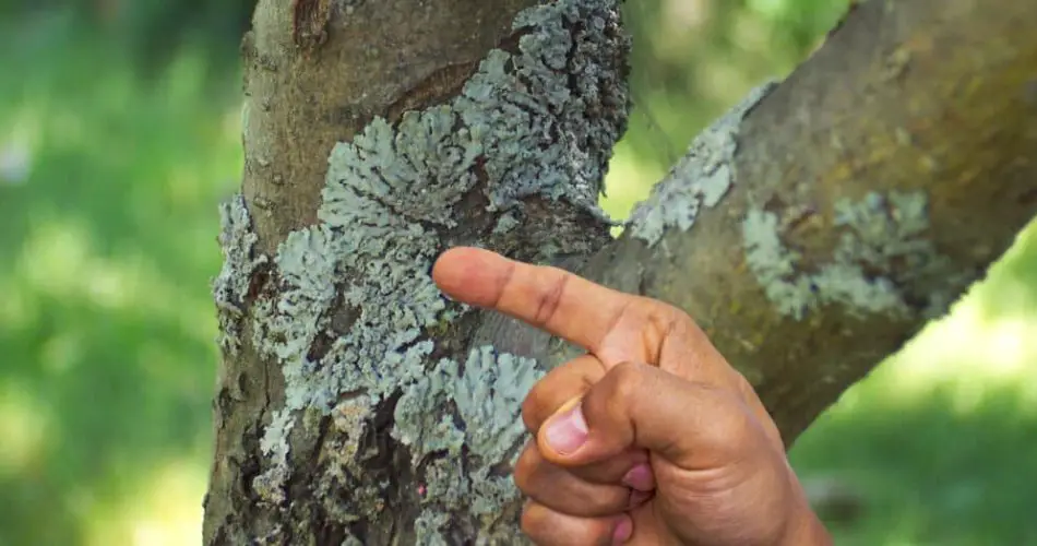 How to Protect an Apple Tree from Lichen: Effective Tips from Gardeners ...