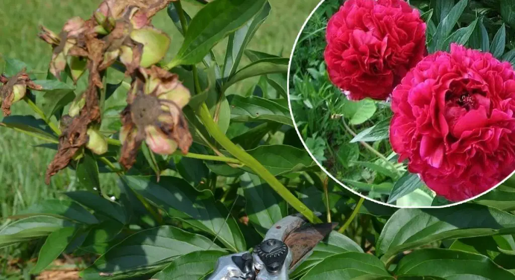 How to Properly Prune Peonies After Flowering for Healthy Growth – The ...