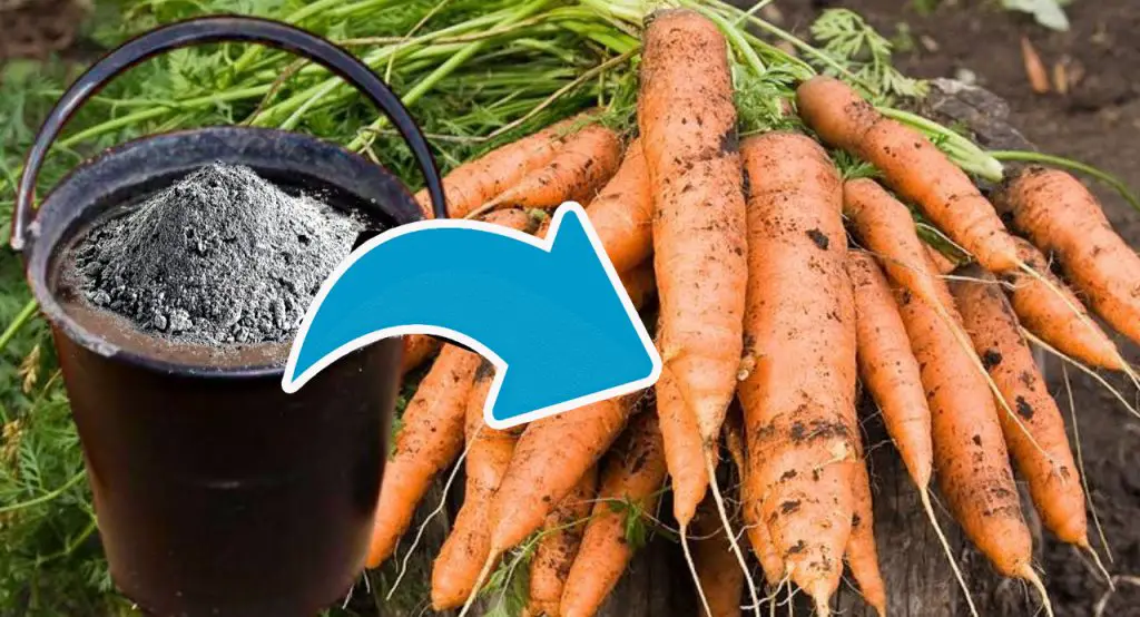 Effective Fertilizer for Carrots: Essential Tips for a Bountiful ...