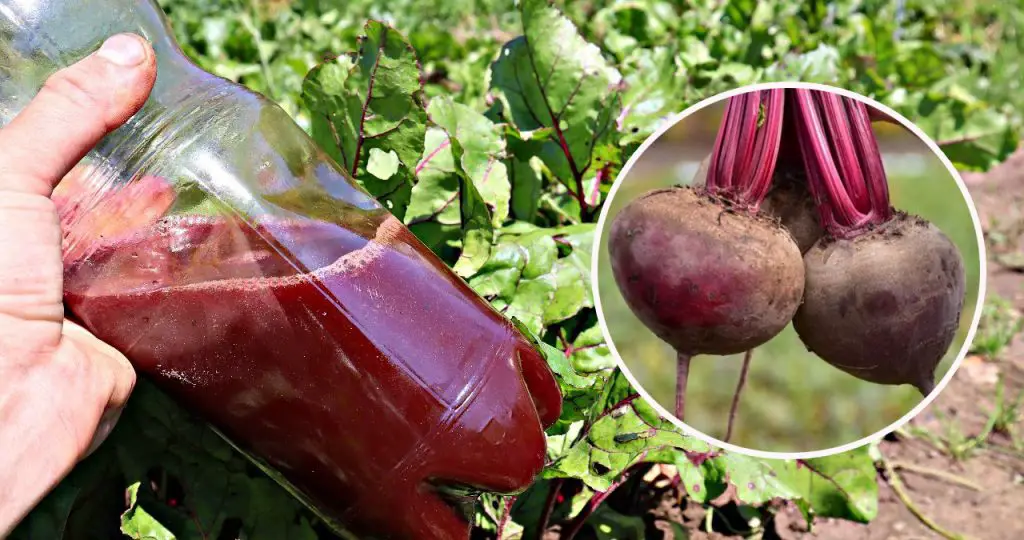 Water Beets with This Solution for Big, Sweet Harvests: A Proven Method ...