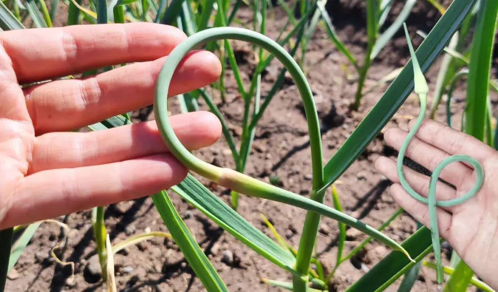 Mastering Garlic Arrow Removal: Essential Tips for Gardeners – The ...