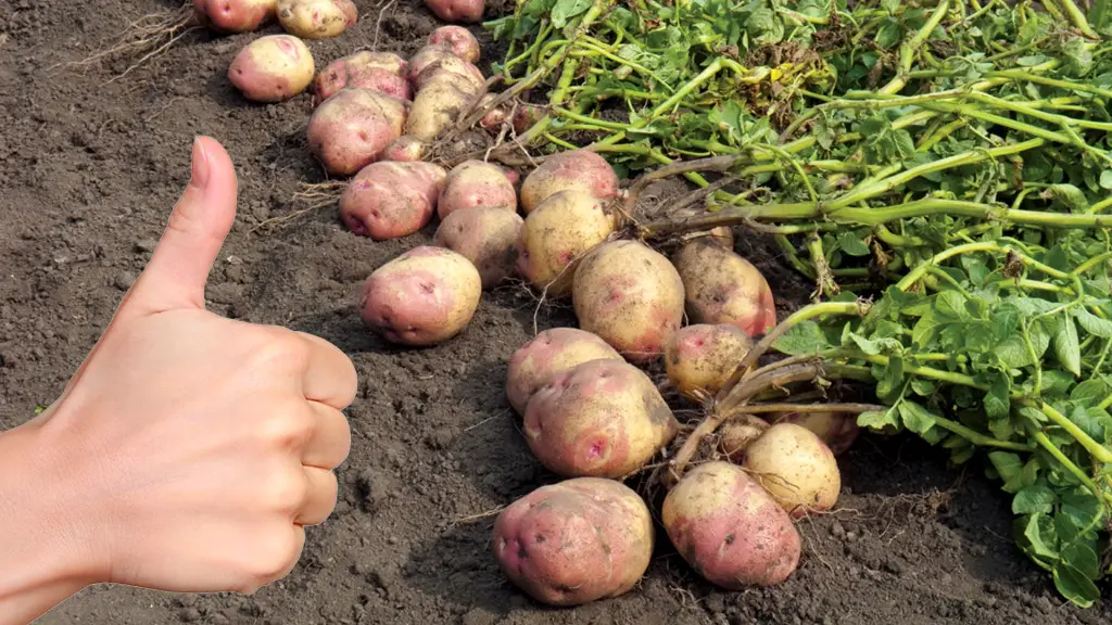 Fertilizing Potatoes in July for a Bountiful Harvest: Essential Tips ...