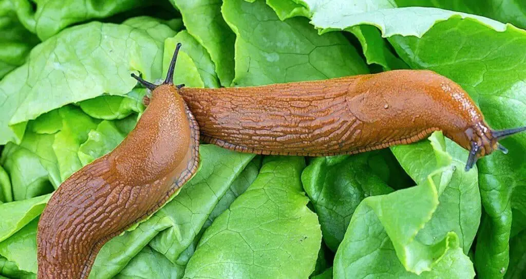 How to Keep Slugs Out of Your Garden: Effective Methods – The Beginners ...