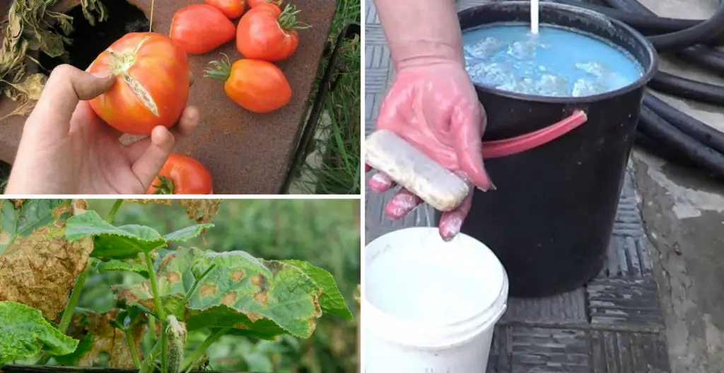 Essential Tomato Care Guidelines for July to Ensure a Bountiful Harvest ...