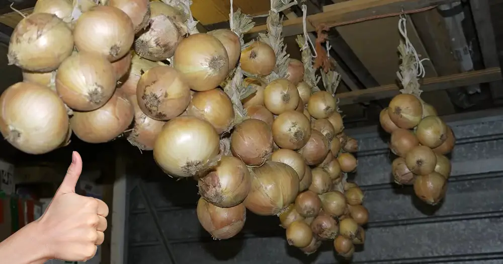 Essential Rules for Storing Onions to Prevent Rot and Ensure Longevity ...