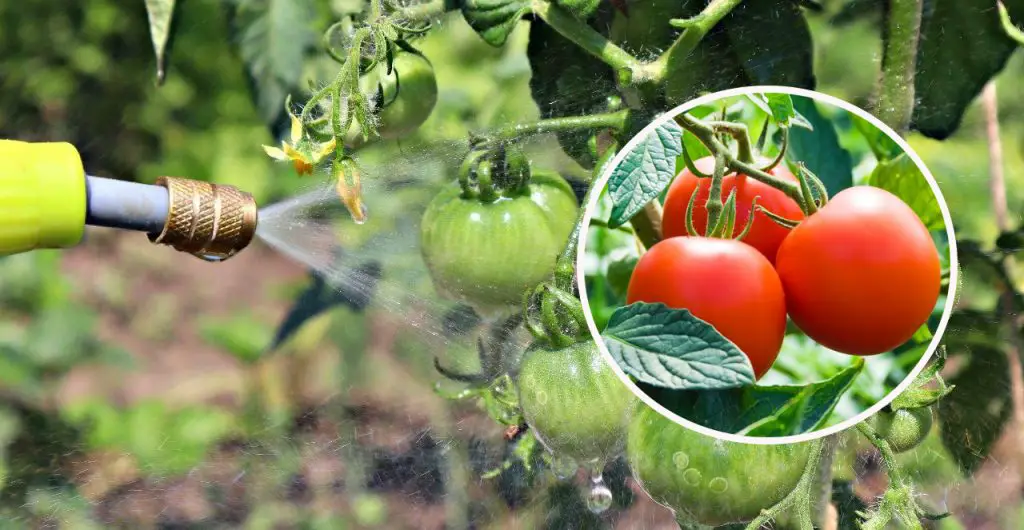Boost Tomato Yield During Blooming: Essential Tips for Gardeners – The ...