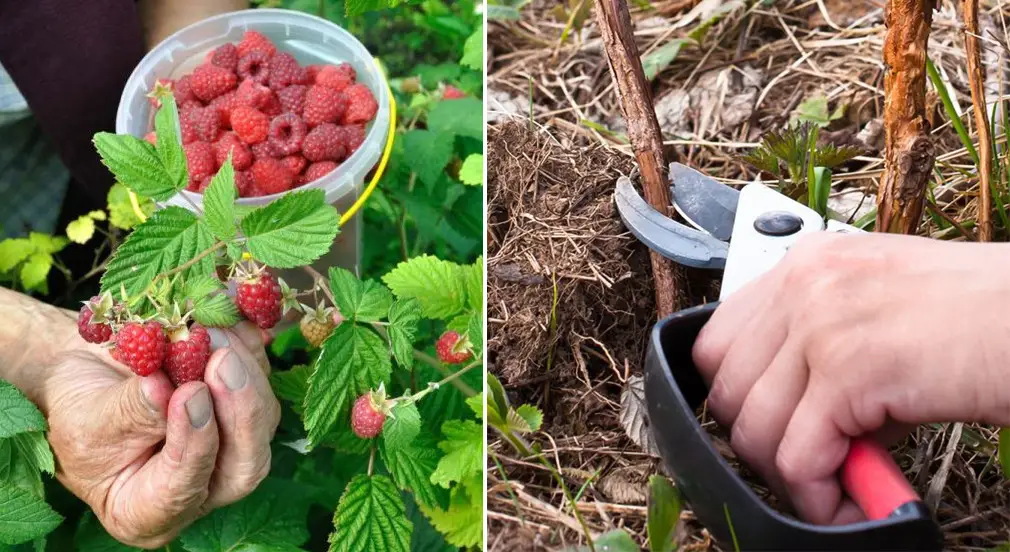 Post-Harvest Care for Raspberry Bushes: Essential Steps for a Healthy ...