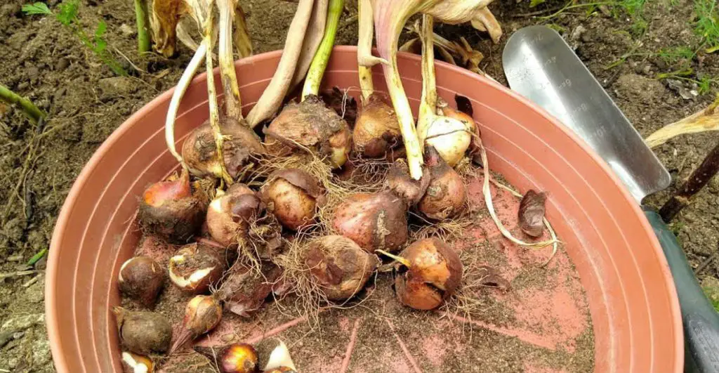 Proper Storage of Tulip Bulbs for Lasting Freshness Until Spring – The ...