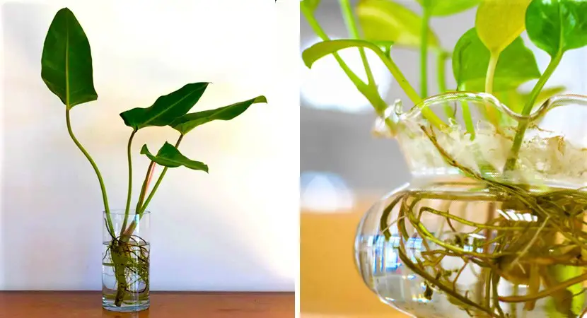 6 Plants That Thrive in Water – The Beginners Garden