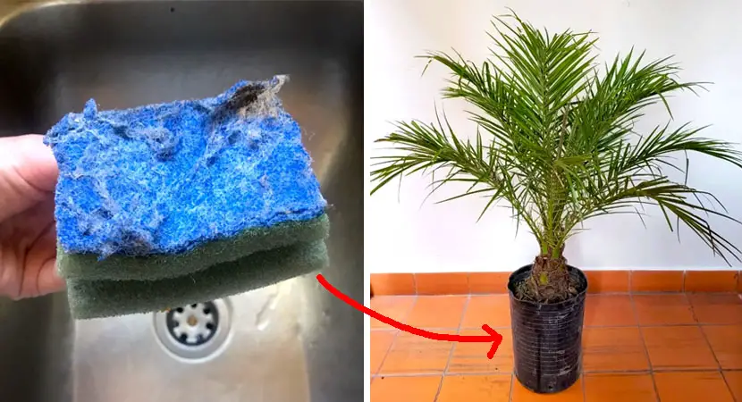 How to Repurpose Used Sponges for Your Plants – The Beginners Garden