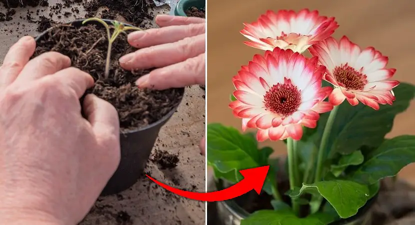 Why Aren’t My Plants Flowering? Here’s How to Fix It – The Beginners Garden
