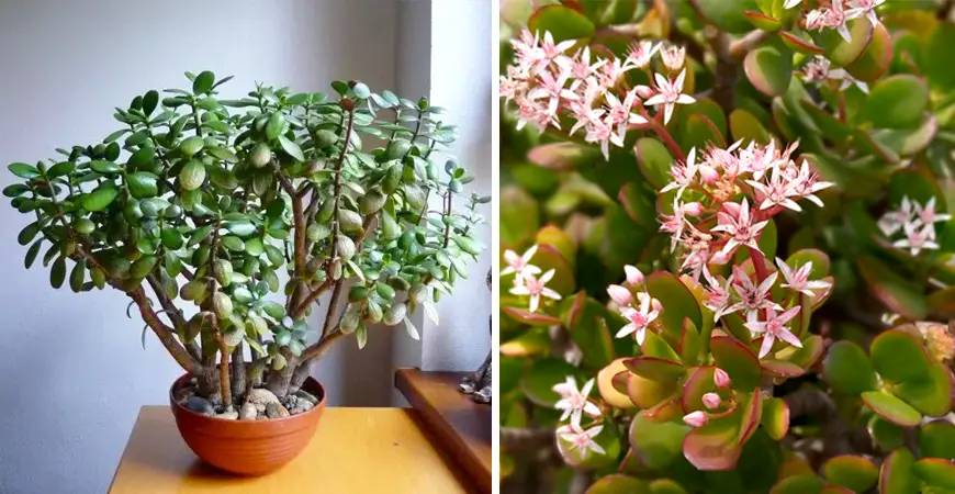 How to Make a Jade Tree Bloom – The Beginners Garden