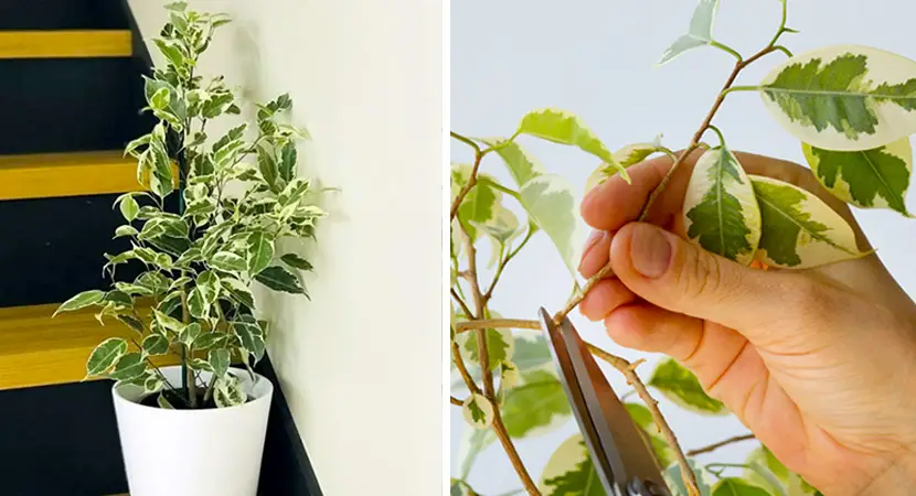 5 Essential Care Tips for a Healthy Ficus – The Beginners Garden