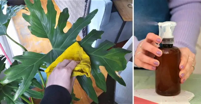 How to Make a Plant Leaf Polish – The Beginners Garden