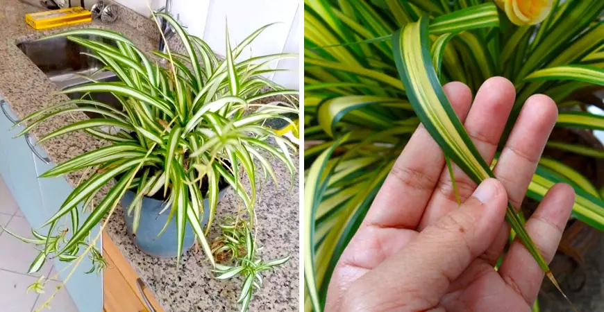 How to Care for the Love Knot Plant – The Beginners Garden