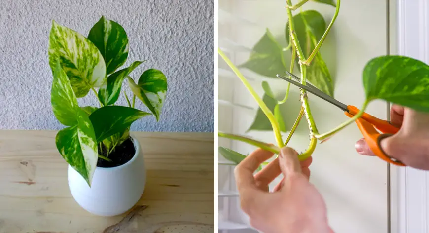 5 Essential Care Tips to Keep Your Telephone Plant Thriving – The ...