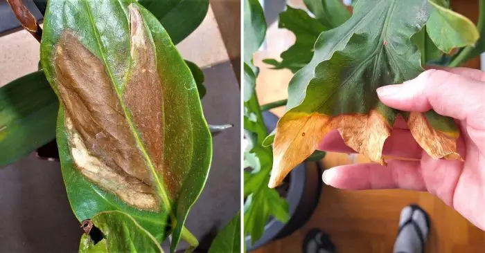 Take A Look About Brown Leaves On Plantsfeed