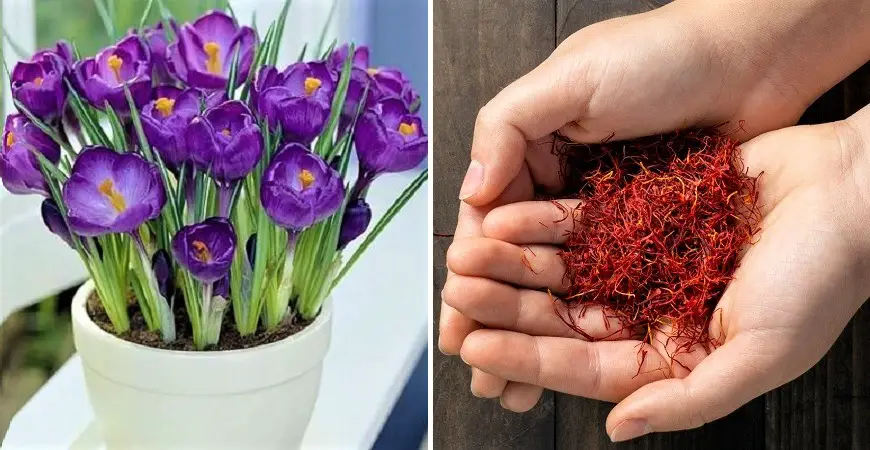 How to Grow Saffron at Home – The Beginners Garden