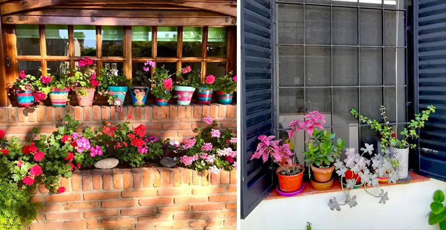 8 Plants to Enhance Your Window Decor – The Beginners Garden