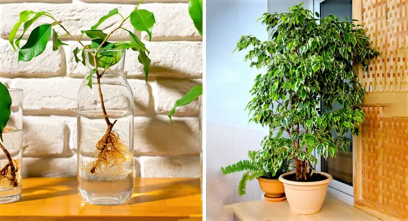 How to Propagate a Ficus from a Leaf – The Beginners Garden