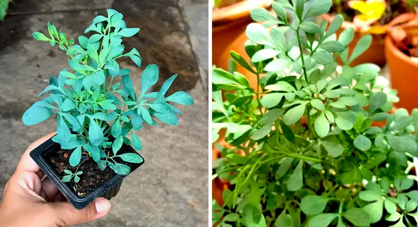 Tips for Planting Rue in Your Home – The Beginners Garden