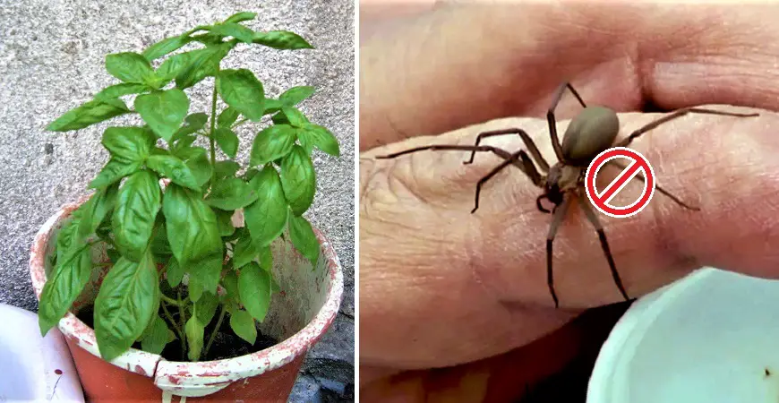 4 Plants That Keep Spiders Away From Your Home – The Beginners Garden