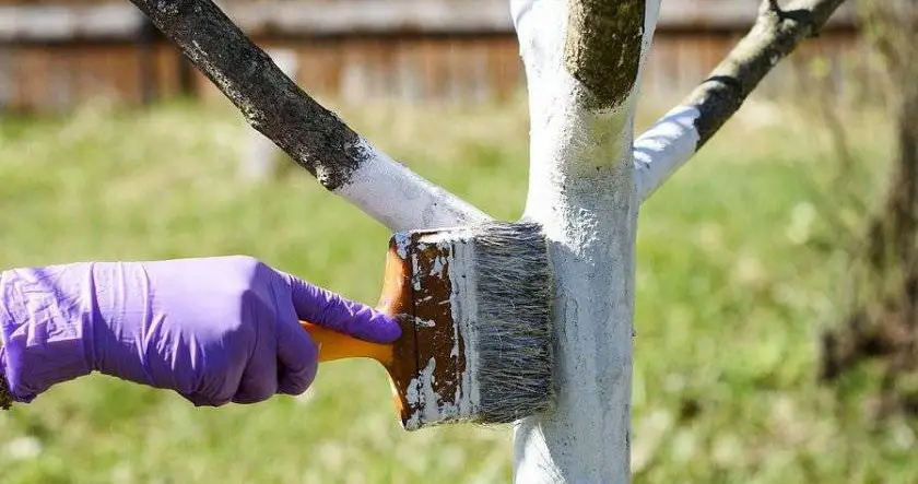 Whitewashing Fruit Trees in Spring: How to Do It Correctly and With ...