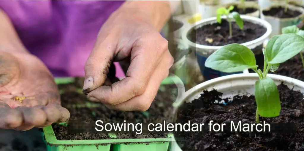 Seedling Sowing Calendar for March 2024: Optimal and Avoidable Days ...