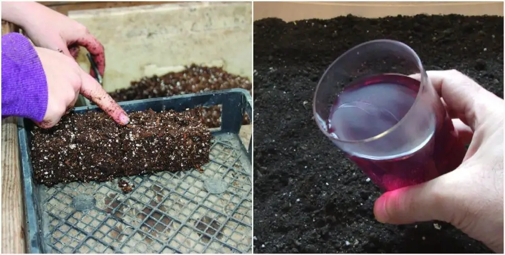 Proper Preparation and Disinfection of Land for Seedlings – The ...