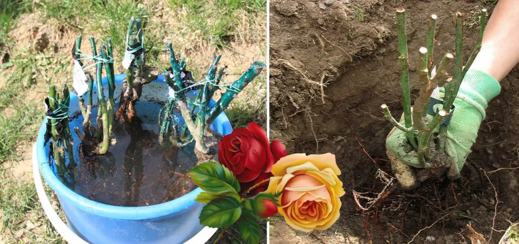 How to Plant Roses in Spring for Optimal Growth – The Beginners Garden