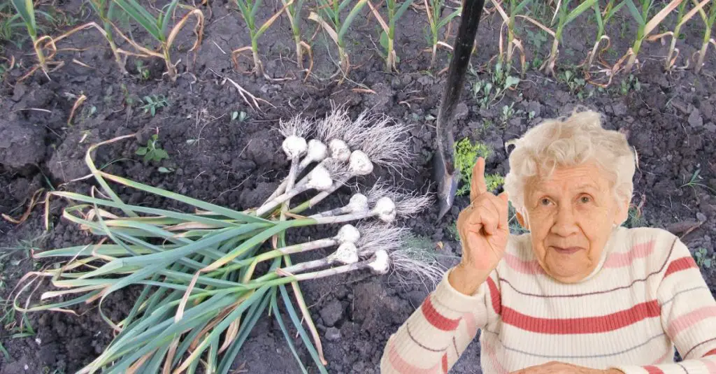 When and How to Dig Garlic: Signs of Ripeness and Proper Storage – The ...