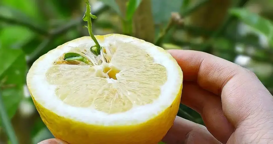 How to Germinate Lemon Seeds: A Simple Guide – The Beginners Garden