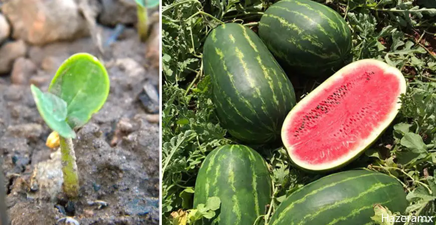 How to Germinate Watermelon at Home from Its Seed – The Beginners Garden