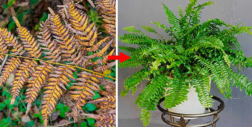 How to Recover a Fern with Dry Leaves – The Beginners Garden