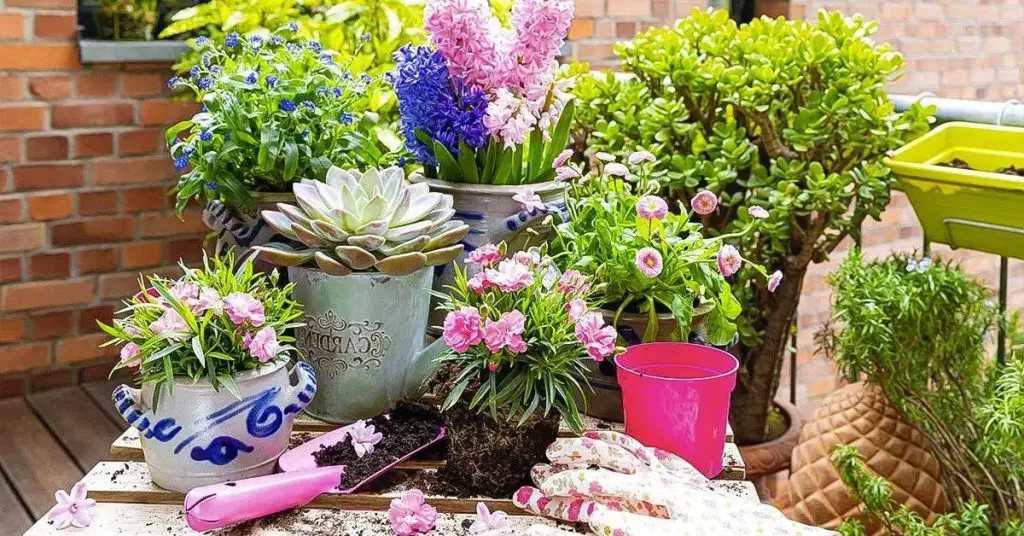 5 Plants for Your Balcony That Require Little Watering – The Beginners ...