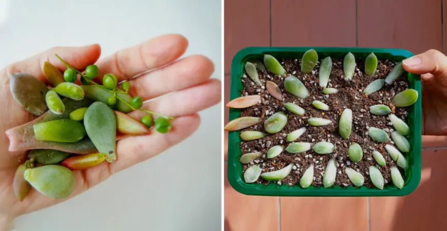 How to Propagate a Succulent from a Leaf – The Beginners Garden