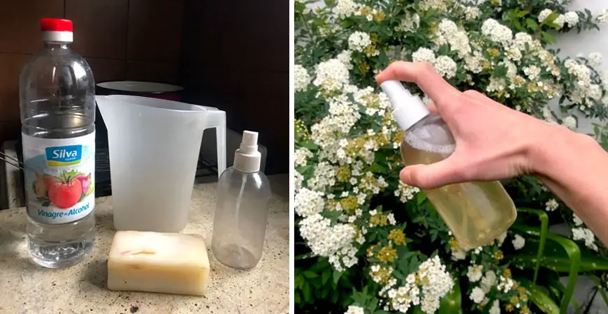How to Make a Homemade Insecticidal Spray for Plants – The Beginners Garden
