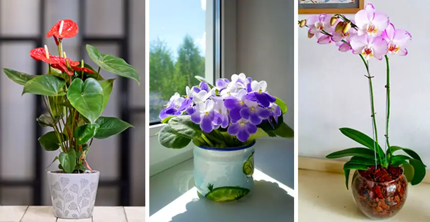 8 Flowering Indoor Plants to Brighten Your Home – The Beginners Garden