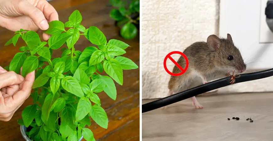 4 Plants That Keep Rats Away from Your Home – The Beginners Garden