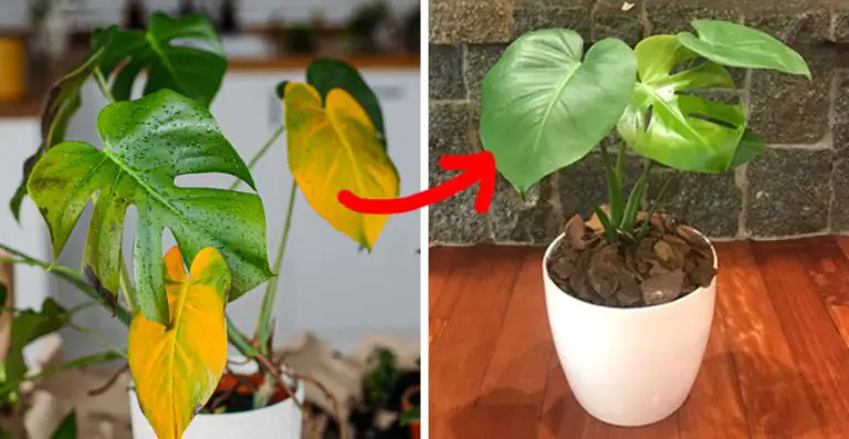 Why Do Plant Leaves Turn Yellow? 5 Common Causes and Solutions – The ...