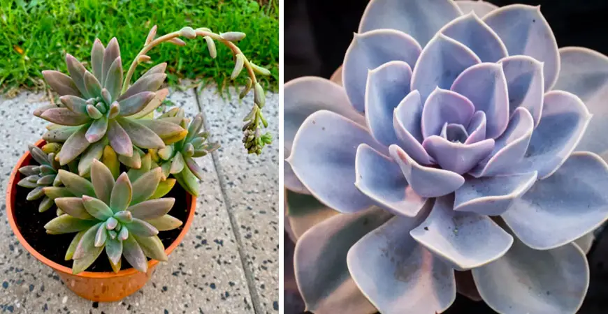 Learn How to Change the Color of Succulents – The Beginners Garden