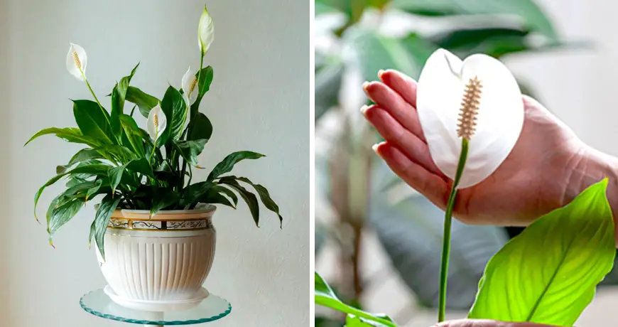 How to Care for a Moses’ Cradle Plant to Ensure It Blooms – The ...