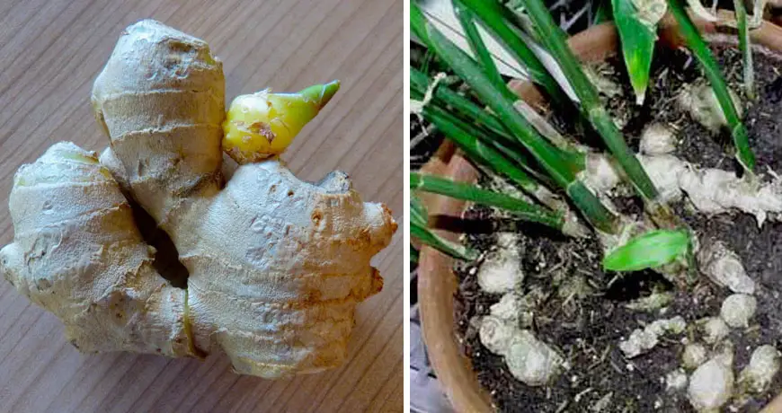 How to Germinate Ginger Without Using Seeds – The Beginners Garden