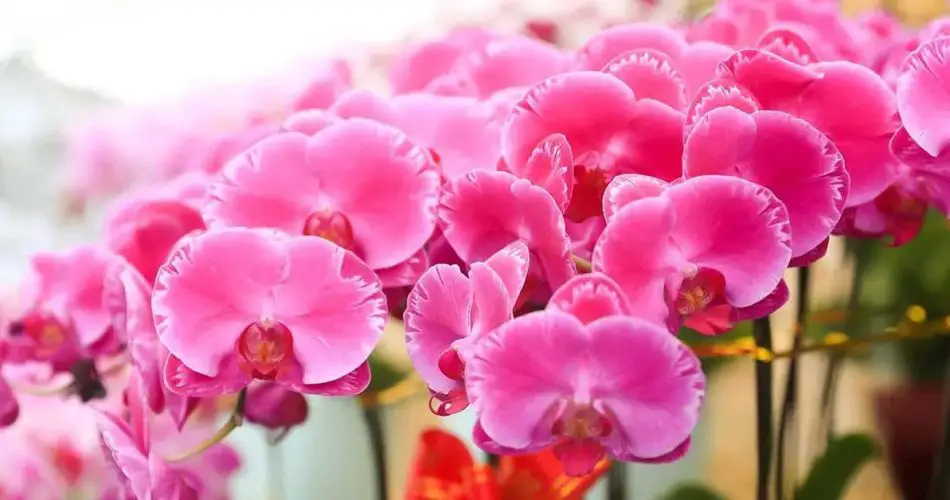 Orchid with Rotten Roots: What to Do? – The Beginners Garden