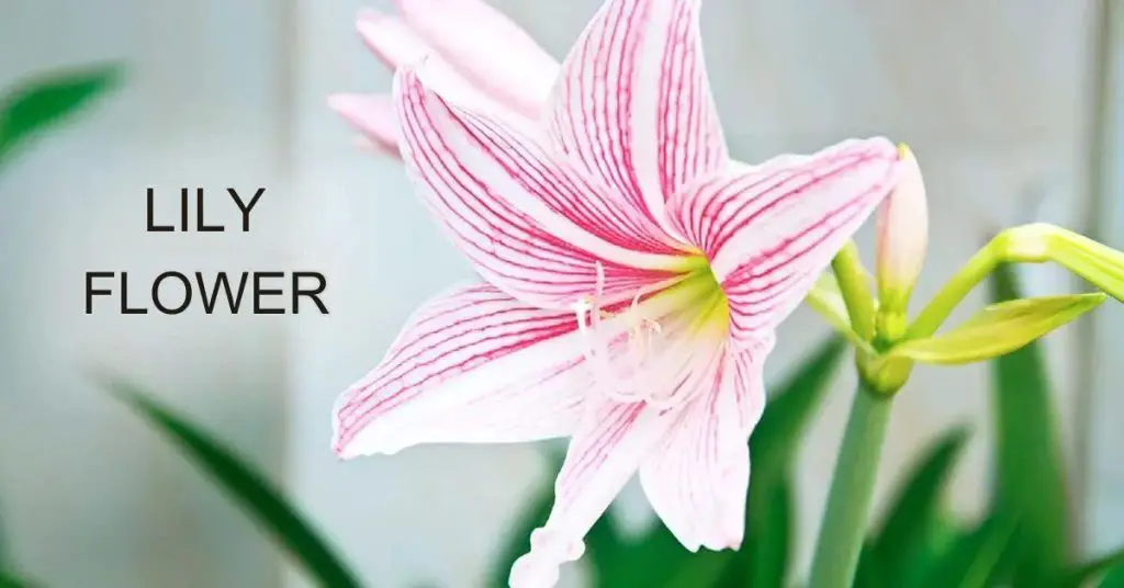 Fleur-de-Lis: Meaning and Symbolism According to Its Color – The ...