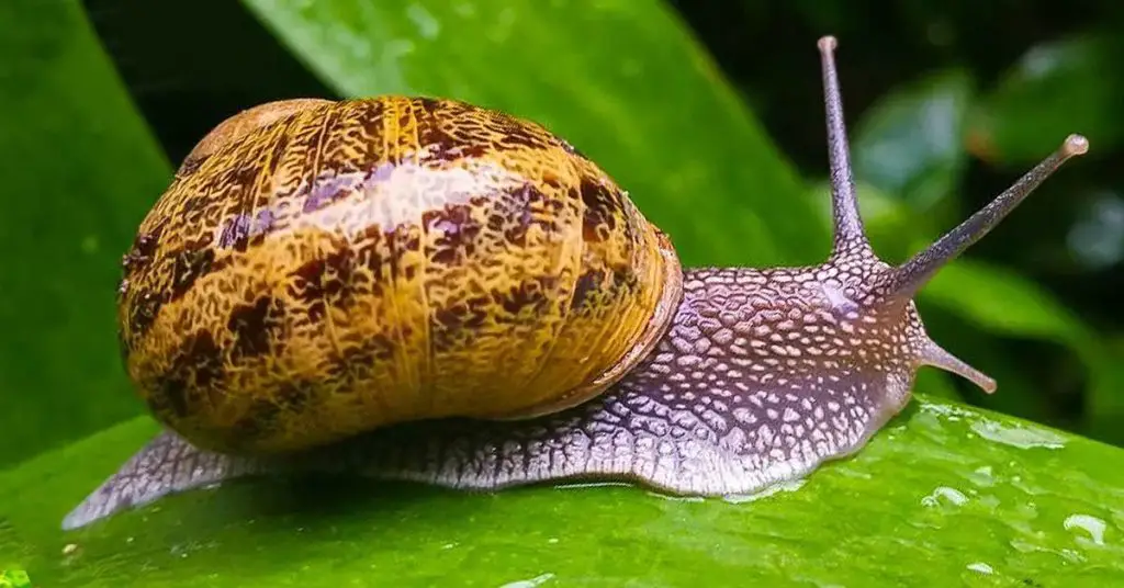 How to Get Rid of Snails: 5 Effective Tips – The Beginners Garden