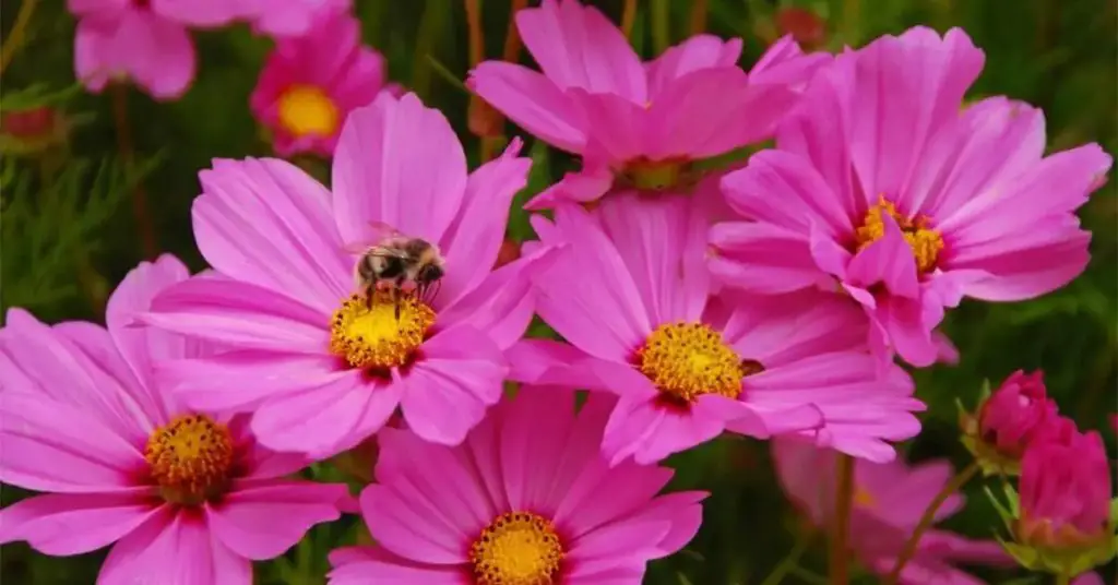 How to Succeed in Growing Cosmos – The Beginners Garden