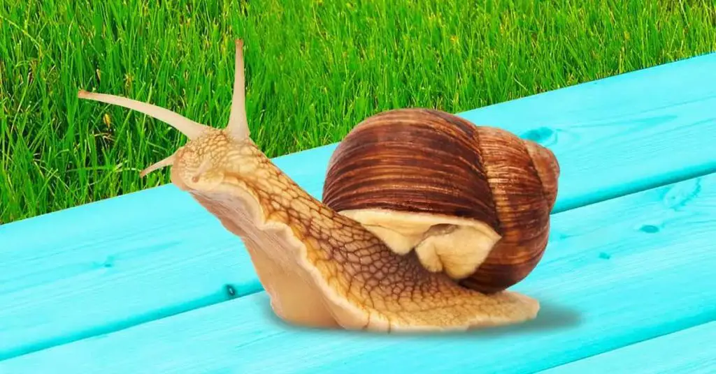 3 Natural Remedies to Keep Snails Out of Your Garden – The Beginners Garden