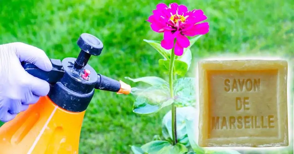 Why You Should Use Marseille Soap Water on Your Plants – The Beginners ...